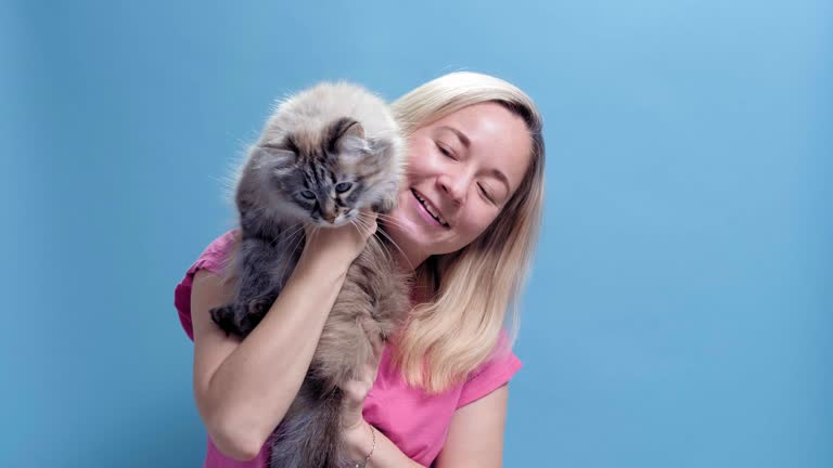 830 Mating Cats Stock Videos And Royalty Free Footage Istock