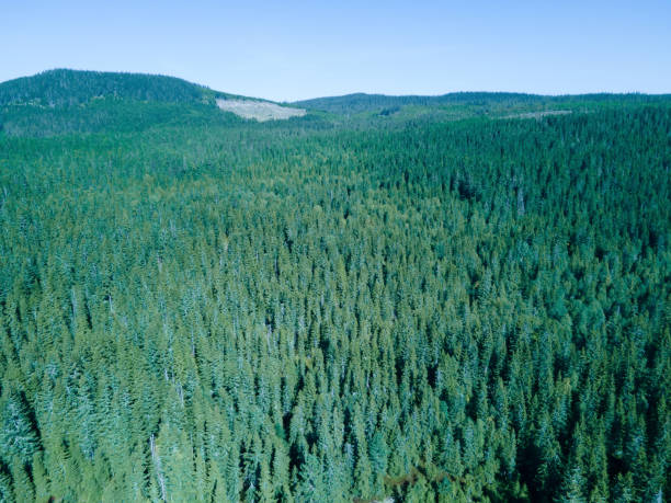 Boreal Forest Pictures | Download Free Images on Unsplash