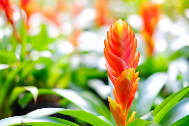 Ginger Flower Pictures | Download Free Images on Unsplash