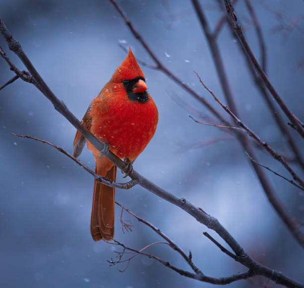 550+ Cardinal Pictures | Download Free Images on Unsplash