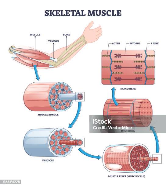 Skeletal Muscle Structure Layers With Anatomical Closeups Outline ... Skeletal Muscle Structure Layers With Anatomical Closeups Outline ...