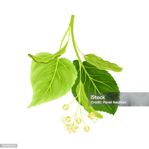Brindille De Tilleul Illustration Vectorielle De La Branche Darbre
