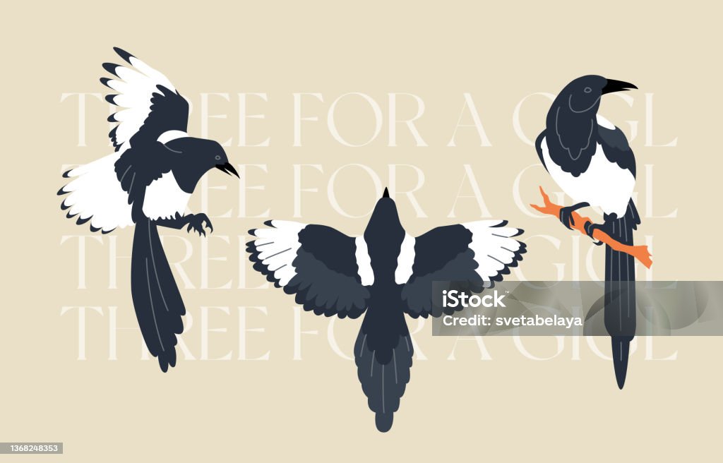 Three Magpies Vector Illustrations Stock Illustration - Download Image
