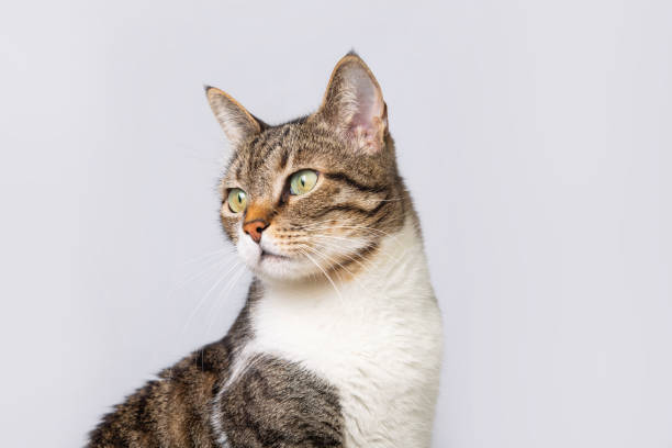 500+ Cat Profile Pictures [HQ] | Download Free Images on Unsplash