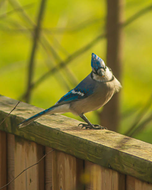Free Stock Photo of Blue Jay on the fence | Download Free Images and ...