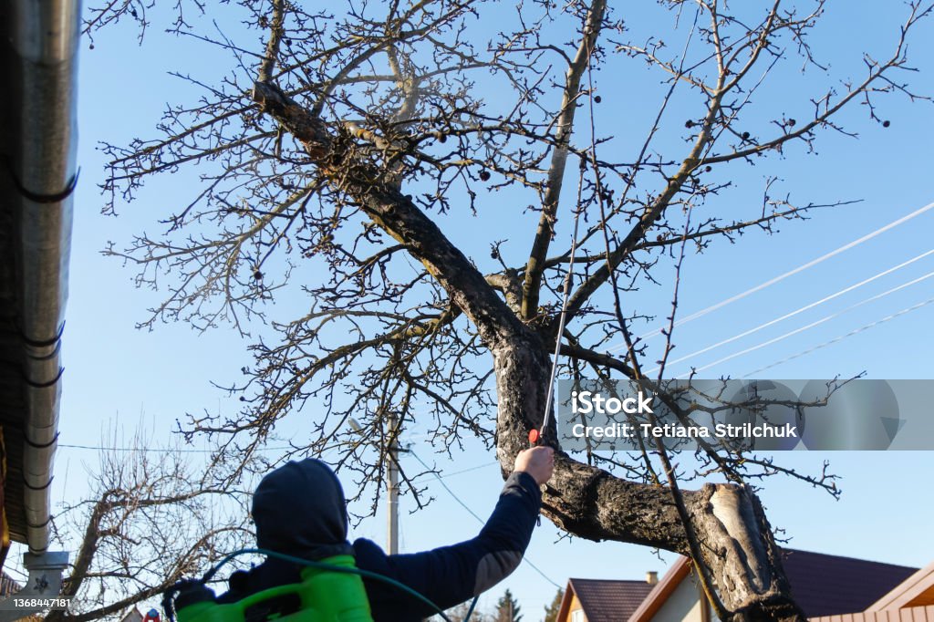 Fumigating Pesti Pest Control Defocus Farmer Man Spraying Tree With