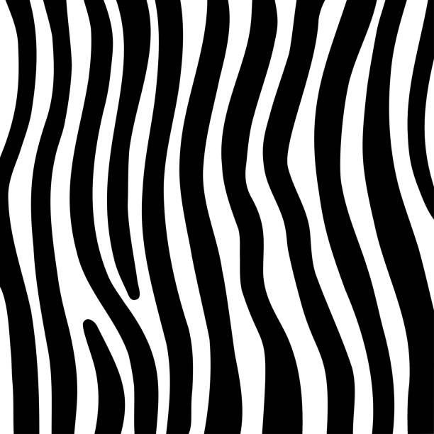 50 Crosswalk Line Background Textured Stock Illustrations Royalty