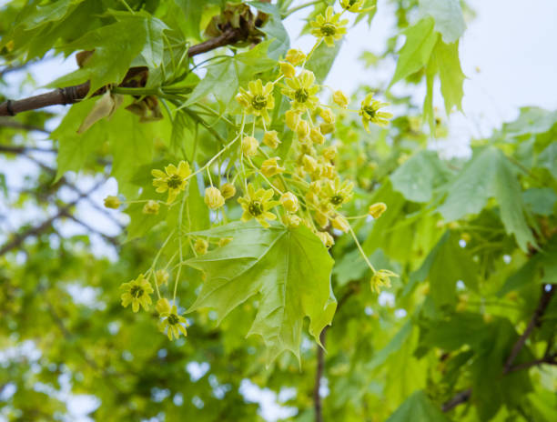 30k+ Maple Tree Pictures | Download Free Images on Unsplash
