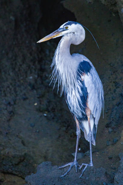 Blue Heron Pictures | Download Free Images on Unsplash