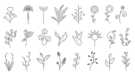 Abstrak Set Elemen Doodle Koleksi Gambar Tangan Botanic Herbal Flora Daun Cabang Tanaman Vine