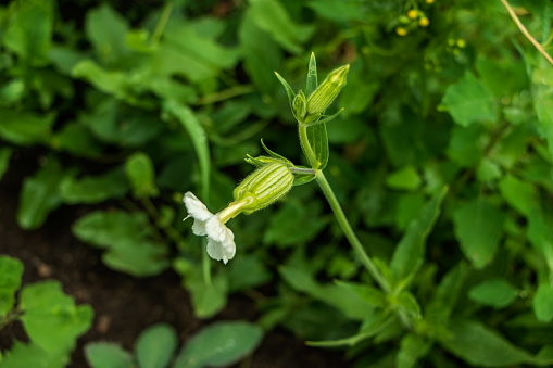 Beautiful Flower Among Greenery On A Blurred Background Stock Photo ... Beautiful Flower Among Greenery On A Blurred Background Stock Photo ...