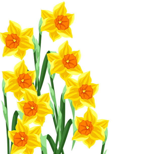Daffodil Border Clipart