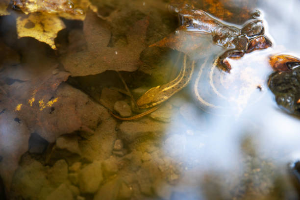 Free picture: underwater, snake, nature, reptile, pattern, animal ...