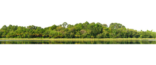 Tree Line Pictures | Download Free Images on Unsplash