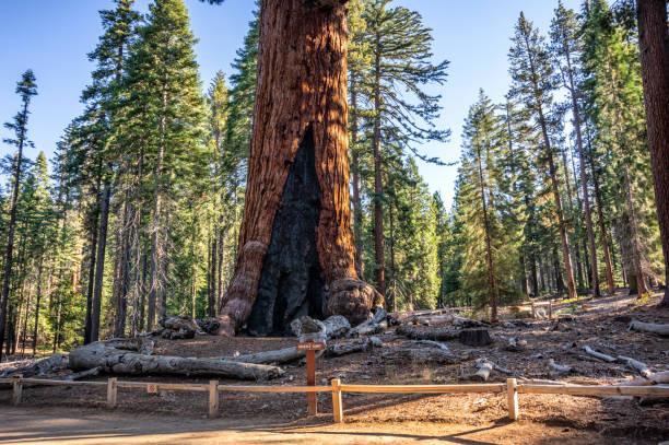 Free picture: Yosemite national park, majestic valley, pine trees ...