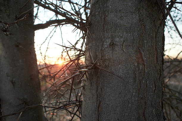 Free picture: Big thorns of acacia tree close-up tree trunk