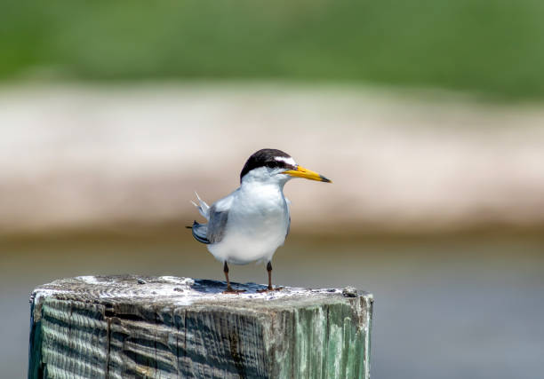390 Least Tern Foto Stok Potret And Gambar Bebas Royalti Istock