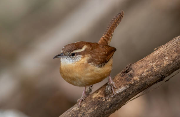 Wren Pictures | Download Free Images on Unsplash