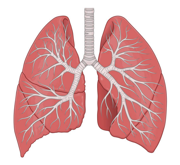 47,200+ Lungs Stock Illustrations, Royalty-Free Vector Graphics & Clip ... 47,200+ Lungs Stock Illustrations, Royalty-Free Vector Graphics & Clip ...