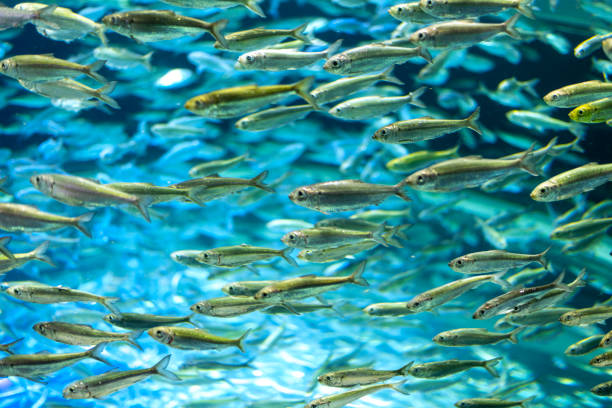 Free picture: alewife, fish