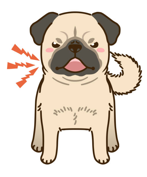 Free Stock Photo of Snarling pug | Download Free Images and Free ...