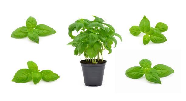 Basil Pictures | Download Free Images on Unsplash