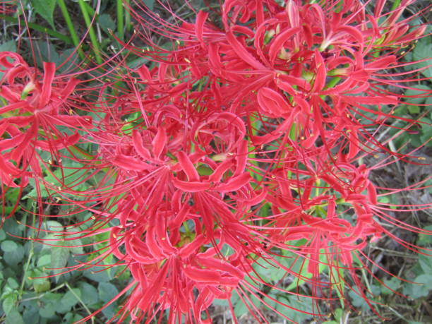 Lycoris Pictures | Download Free Images on Unsplash