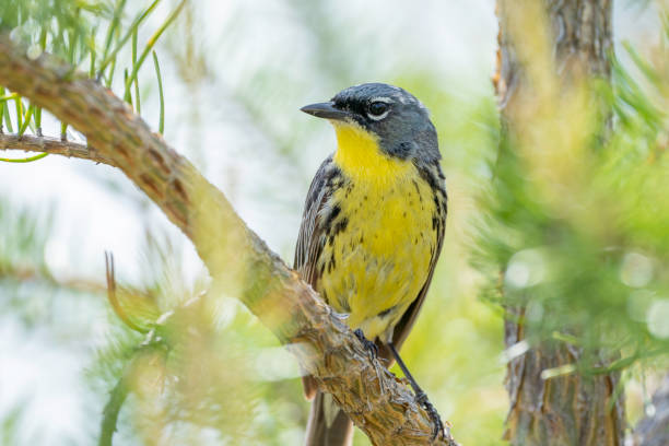 Little Bird Pictures | Download Free Images on Unsplash