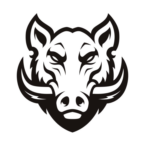 2,500+ Wild Boar Head Stock Illustrations, Royalty-Free Vector Graphics ... 2,500+ Wild Boar Head Stock Illustrations, Royalty-Free Vector Graphics ...