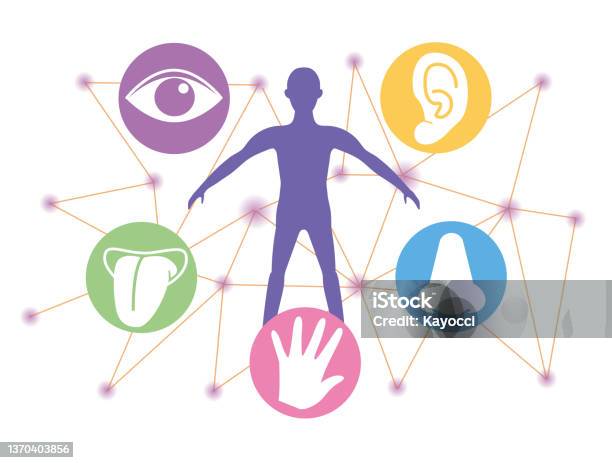 Gambar Lima Indera Dan Manusia Infografis Ilustrasi Stok - Unduh Gambar ... Gambar Lima Indera Dan Manusia Infografis Ilustrasi Stok - Unduh Gambar ...