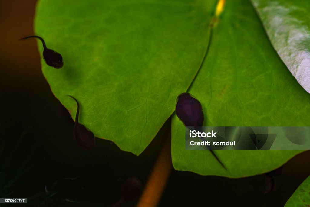 Berudu Lucu Makro Pada Daun Teratai Di Kolam Gambar Tampilan Atas Foto Stok Unduh Gambar