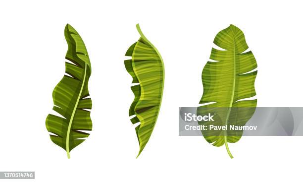 Daun Eksotis Tropis Diatur Tanaman Hutan Hijau Ilustrasi Vektor