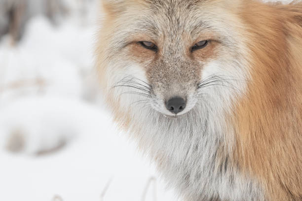 Free picture: red fox, eyes, head, portrait
