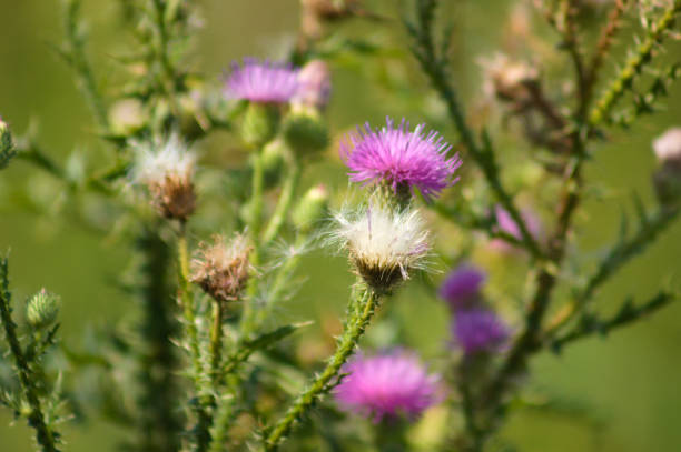 Thistle Pictures | Download Free Images on Unsplash