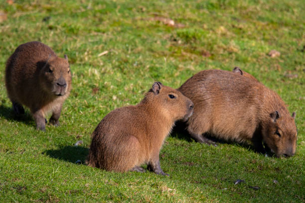 1200 Young Capybara Fotografías De Stock Fotos E Imágenes Libres De