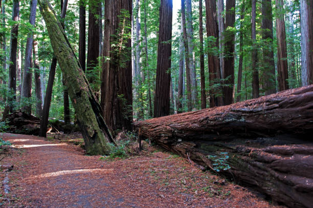 500+ Redwood Tree Pictures [HD] | Download Free Images on Unsplash