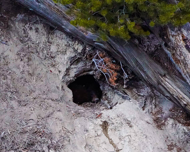 Free picture: black bear, cave