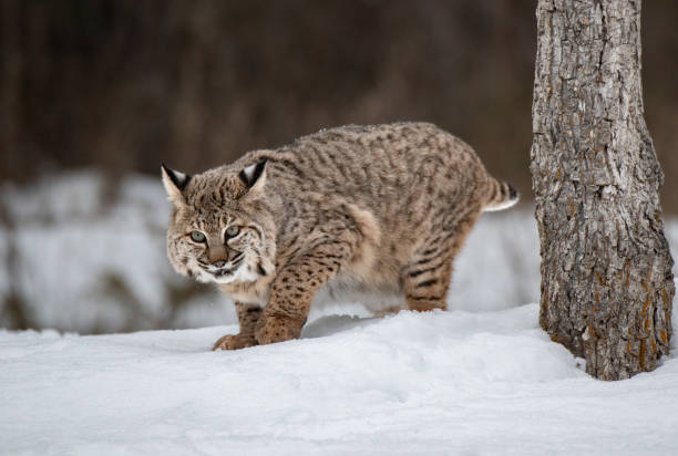 Free Stock Photo of Bobcat Walking in Snow Near Tree | Download Free ...
