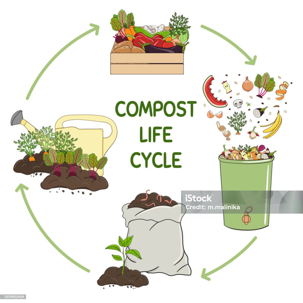 Infographie Du Cercle De Vie Du Compost Processus De Compostage Schéma