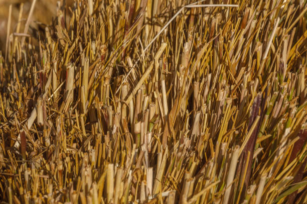 Free picture: Dry yellowish brown straw on grass plants at meadow