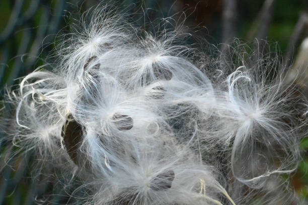 Free Stock Photo of Seeds bursting from milkweed pods | Download Free ...