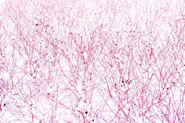 Graphism Pictures | Download Free Images on Unsplash