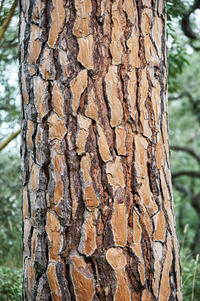 Pine Bark Pictures | Download Free Images on Unsplash