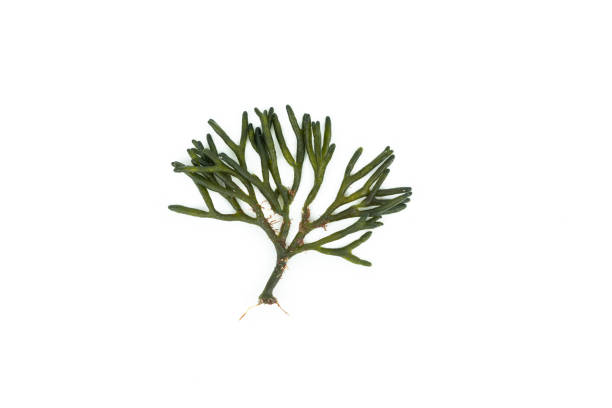 500+ Seaweed Pictures | Download Free Images on Unsplash