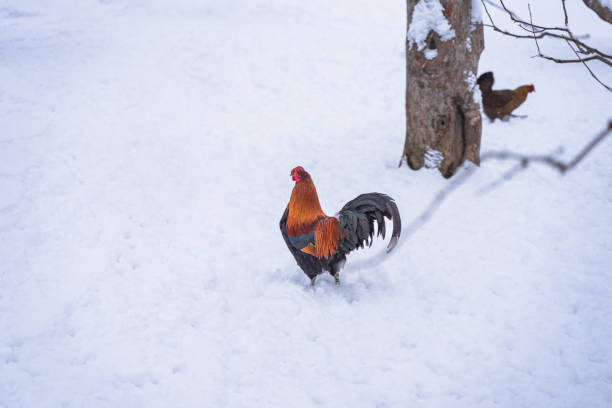Free Stock Photo of Cold Weather Rooster | Download Free Images and ...