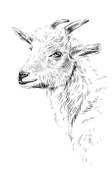Goat Drawing Outline