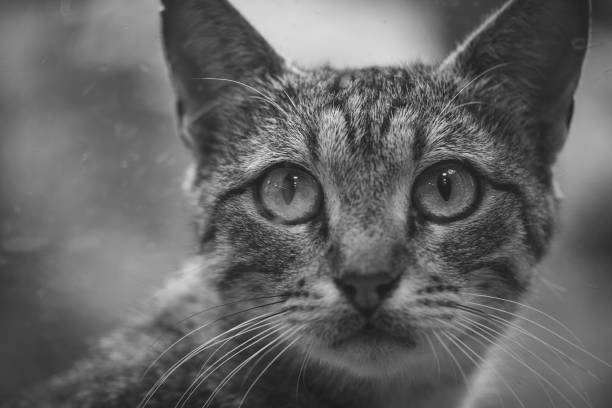 Free Stock Photo of Cat (B&W) | Download Free Images and Free Illustrations