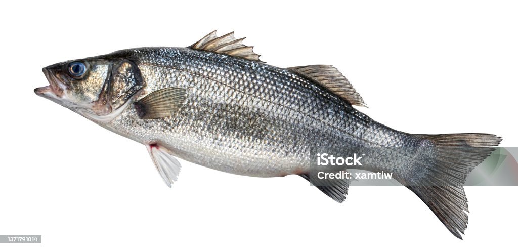 Bass Laut Ikan Kerang Segar Yang Diisolasi Dengan Latar Belakang Putih
