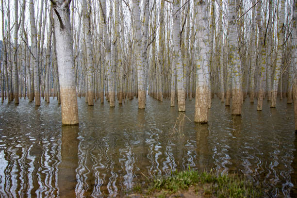 Free picture: Trees of deciduous poplar in a flooded swamp