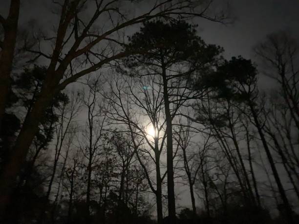 Free Stock Photo of Moon with Trees | Download Free Images and Free ...